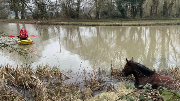 Breaston: Pony in a 'pickle' on stile freed by firefighters - BBC News