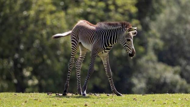 Grevy's zebra: Rare foal born at Marwell Zoo - BBC Newsround