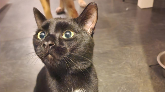 Gin trap found on missing cat's leg in Kelvedon - BBC News