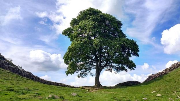 Sycamore Gap tree trunk installed at The Sill - BBC News