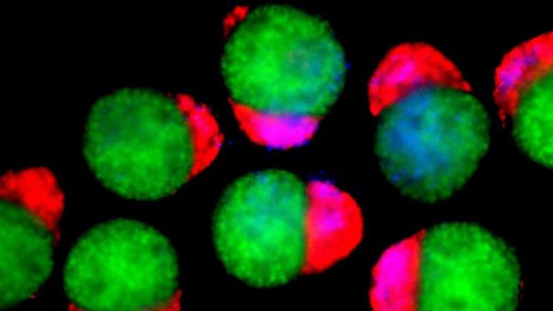 Cambridge lab-grown human embryo model produces blood cells - BBC News