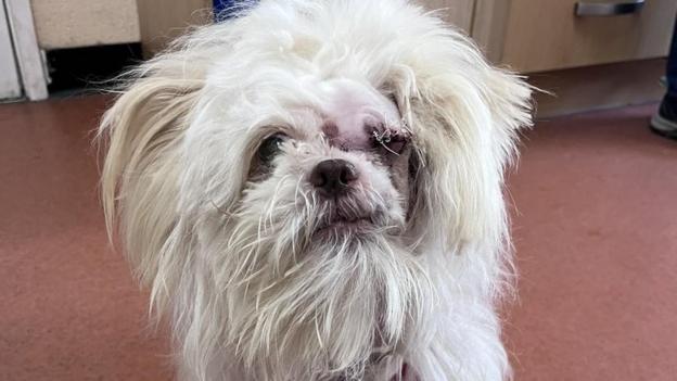 Derbyshire: One-eyed dog saved from being put down after operation ...