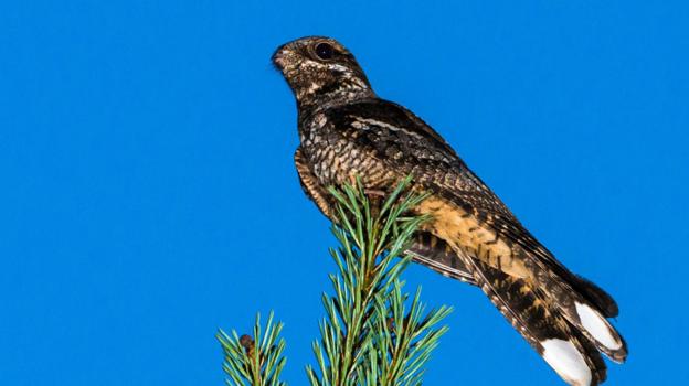 Nightjars make 'remarkable comeback' to South Downs National Park - BBC ...