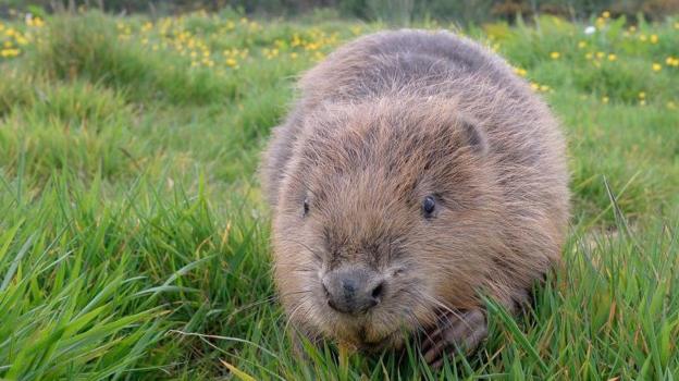Surrey County Council seeks views on nature recovery strategy - BBC News
