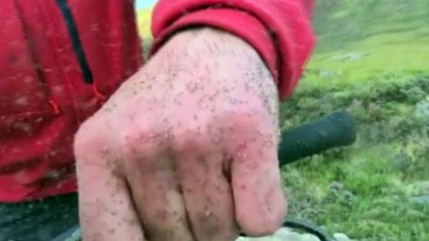 Mosquitoes in Scotland as far north as Shetland - BBC News