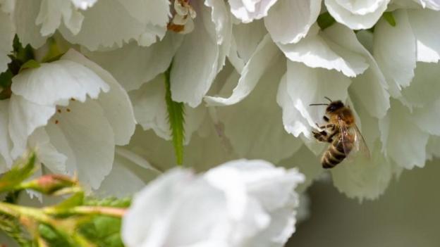Climate change and farming driving insect decline - BBC News