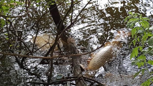 'Horrid smell' at Berkshire nature caused by 100 dead fish - BBC News
