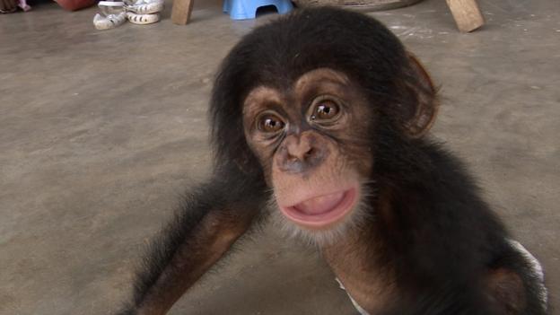 Our changing attitudes to chimpanzees - BBC News