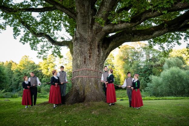 300 year-old Polish beech wins Tree of the Year contest - BBC News