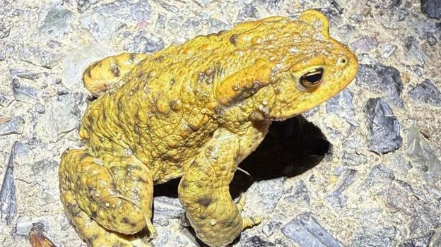 'Toad patrol' helps over 800 amphibians cross road near Farnham - BBC News