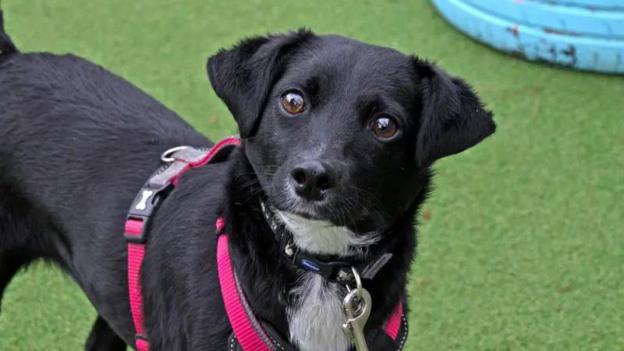 Shoreham Dogs Trust says foster carers 'urgently' needed - BBC News