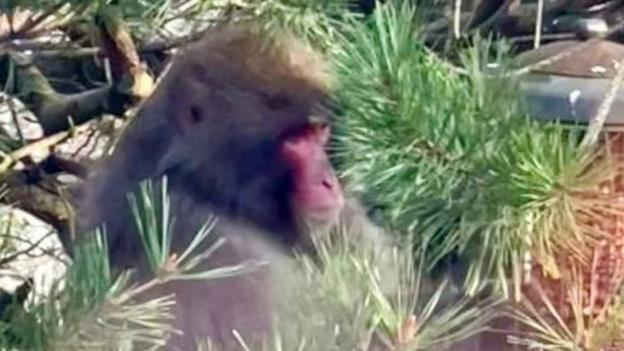 Forty-three monkeys on the loose after escaping from US research lab ...