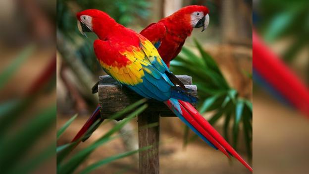 The pastel rainbow pigeon and some of world's most beautiful birds ...