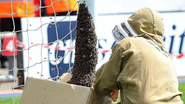Goalmouth bee swarm halts kick-off at Oldham Athletic - BBC News