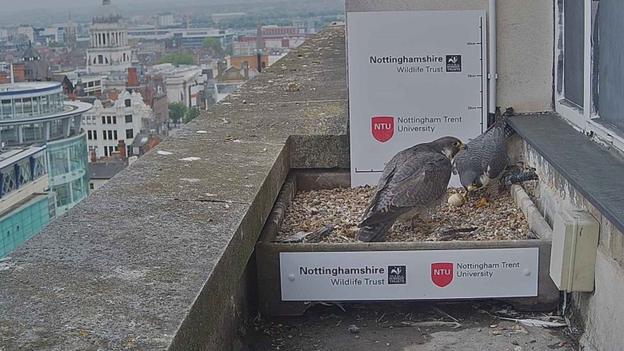Lincoln Cathedral peregrine falcon found dead after 'falling from sky ...