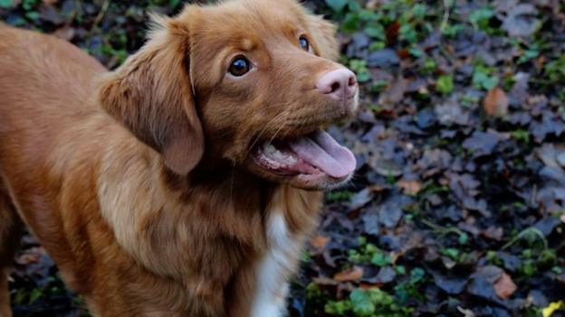 Lost dogs: The team reuniting pooches with their owners - BBC News