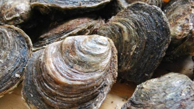 Oysters reintroduced to Humber estuary - BBC News