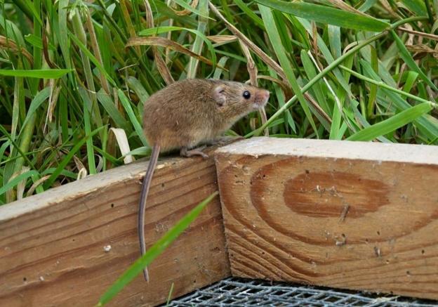 Threatened mice species get released in North Yorks National Park - BBC ...