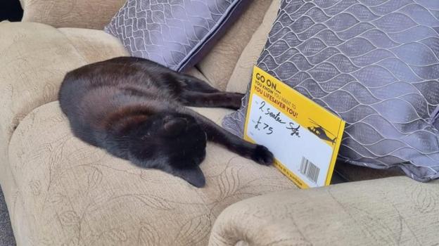 Three-legged Daventry cat 'brings town together' - BBC News