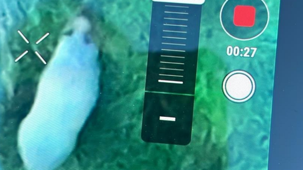 Cinnamon the missing capybara captured in pond in Telford - BBC News