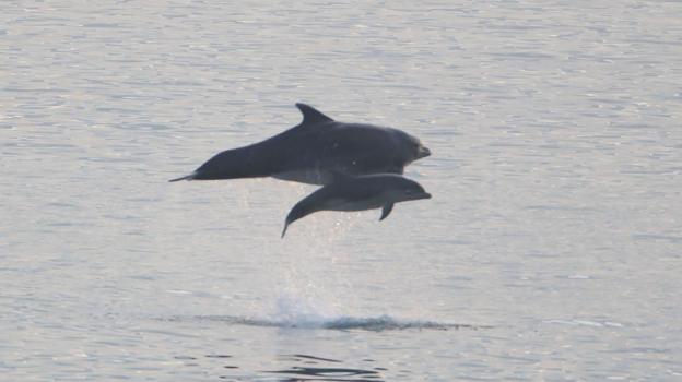 Scientists working on live Northumberland dolphin tracker - BBC News
