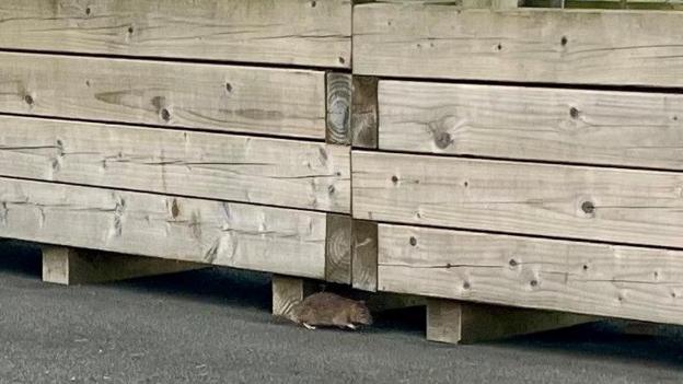 Londonderry: Rat sightings fall as investigations continues - BBC News