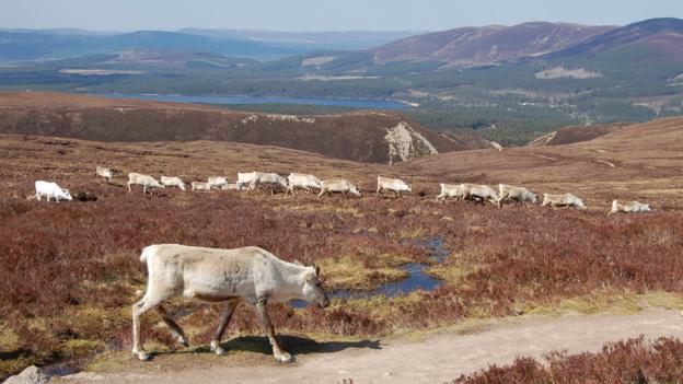 Your pictures of Scotland: 6-13 May - BBC News