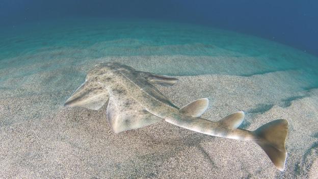 Rare angel sharks found living off Wales - BBC News