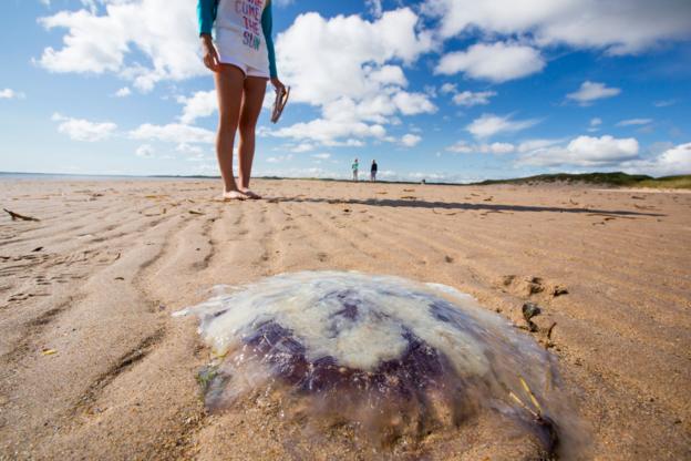 Marine heatwave: UK sea temperatures soar after exceptionally warm ...