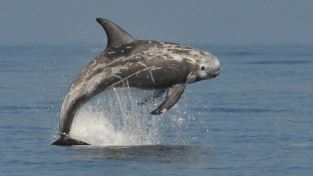East coast dolphin sighting reflects 'population increase' - BBC News
