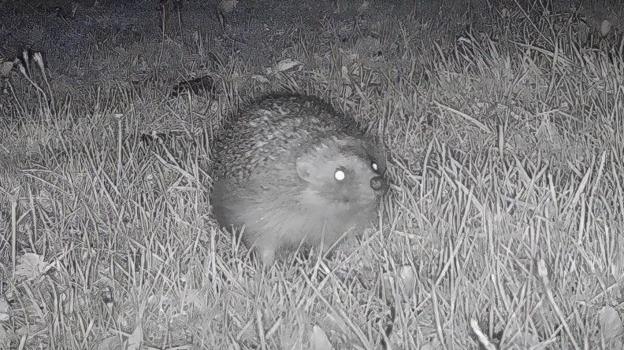 Durham University joins Britain's most robust hedgehog survey - BBC News