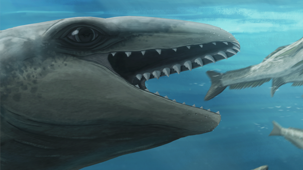 New species of whale discovered on Australia's coast - BBC Newsround