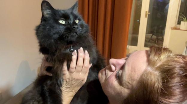 Lost cat reunited with family after seven years missing - BBC News