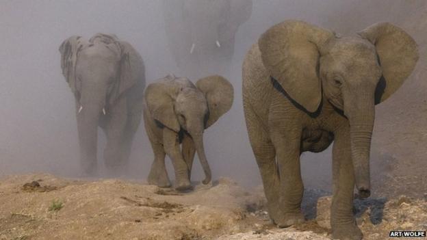 Elephant poaching hotspots identified - BBC News
