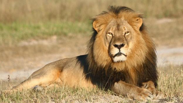 World Lion Day: Top 5 facts about the King of the Jungle - BBC Newsround
