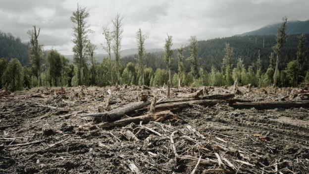 Climate change: Deforestation soars despite pledges from world leaders ...