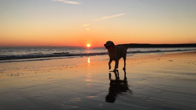 Your Pictures: 25 - 31 January 2017 - BBC News