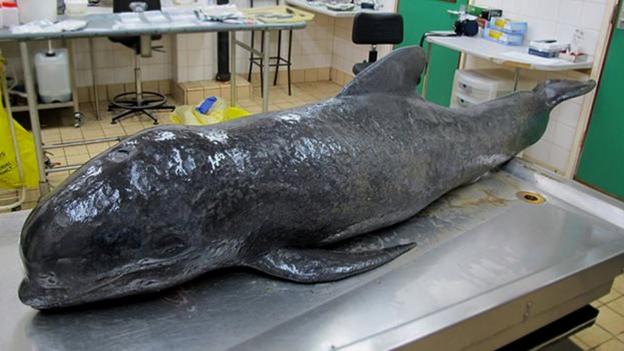 How do you do a post-mortem examination on a whale? - BBC News