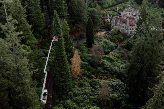 Decorating the world's tallest Christmas tree at National Trust ...