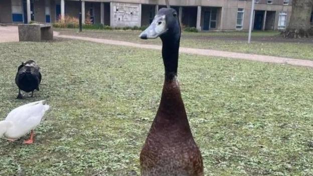 Long Boi: Statue of missing York duck unveiled live on BBC Radio 1 ...