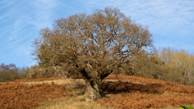 Toby Carvery felled oak: What's so important about an ancient tree ...