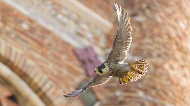 New cameras for St Albans Cathedral's peregrine falcon live stream ...