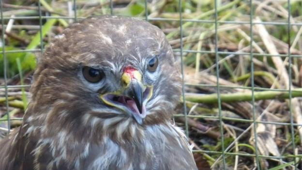 Derbyshire joins RSPB's list of bird crime hotspots - BBC News