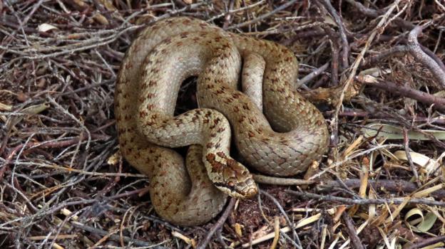 Smooth snakes thriving after slithering into Devon heathland - BBC News