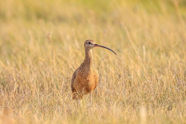 Birds listen in on prairie dog calls to stay safe - BBC Newsround