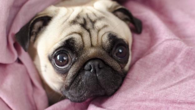 Kent: Pet fraud victim's warning over 'vile' scammers - BBC News