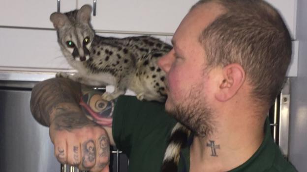 'Cat-like' genet found 200 miles from home at car depot - BBC News
