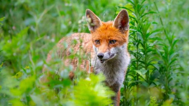What's your favourite wild animal? - BBC Newsround