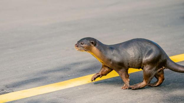 UK wildlife: Plans to help otters safety cross West Sussex roads - BBC ...