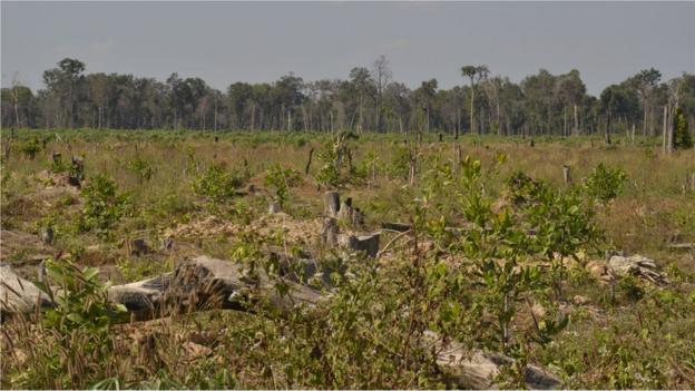 Global prize honours Cambodian illegal logging activist - BBC News
